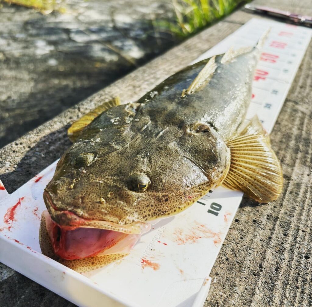 マスターガイド：マゴチの完全攻略 - 料理から釣り方、捌き方まで徹底解説！ - マゴチジャパン